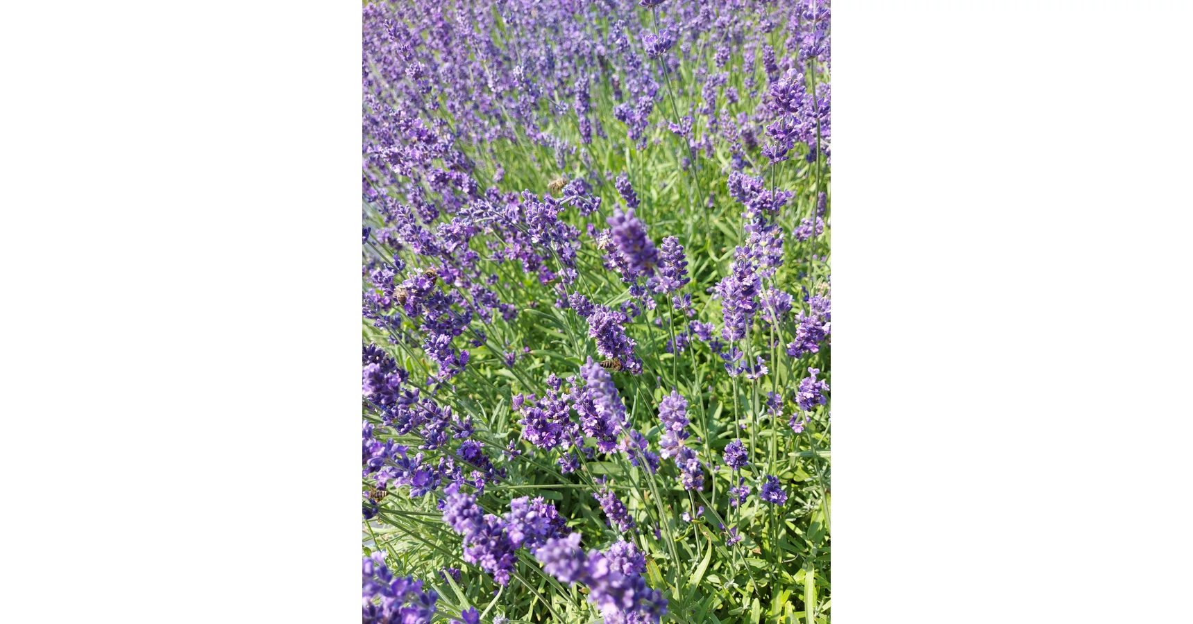Levendula - Lavandula angustifolia 'Munstead'