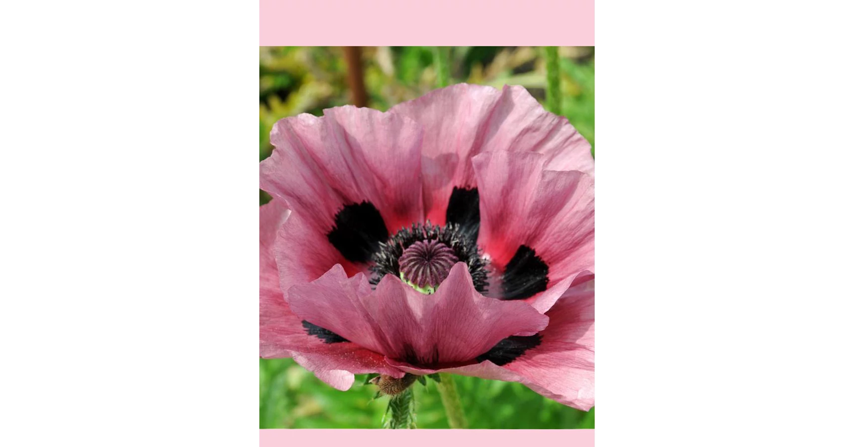 Díszmák - Papaver orientale 'Patty's Plum'