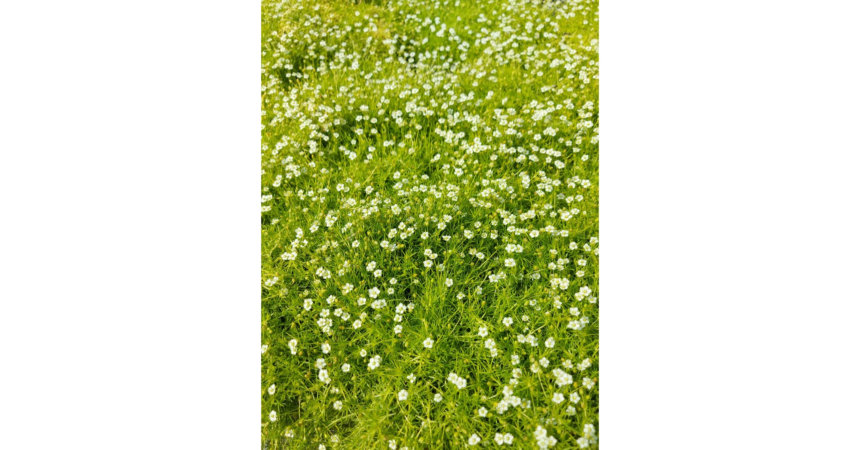 Szálkás zöldhúr - Sagina subulata 'Lime Moss'